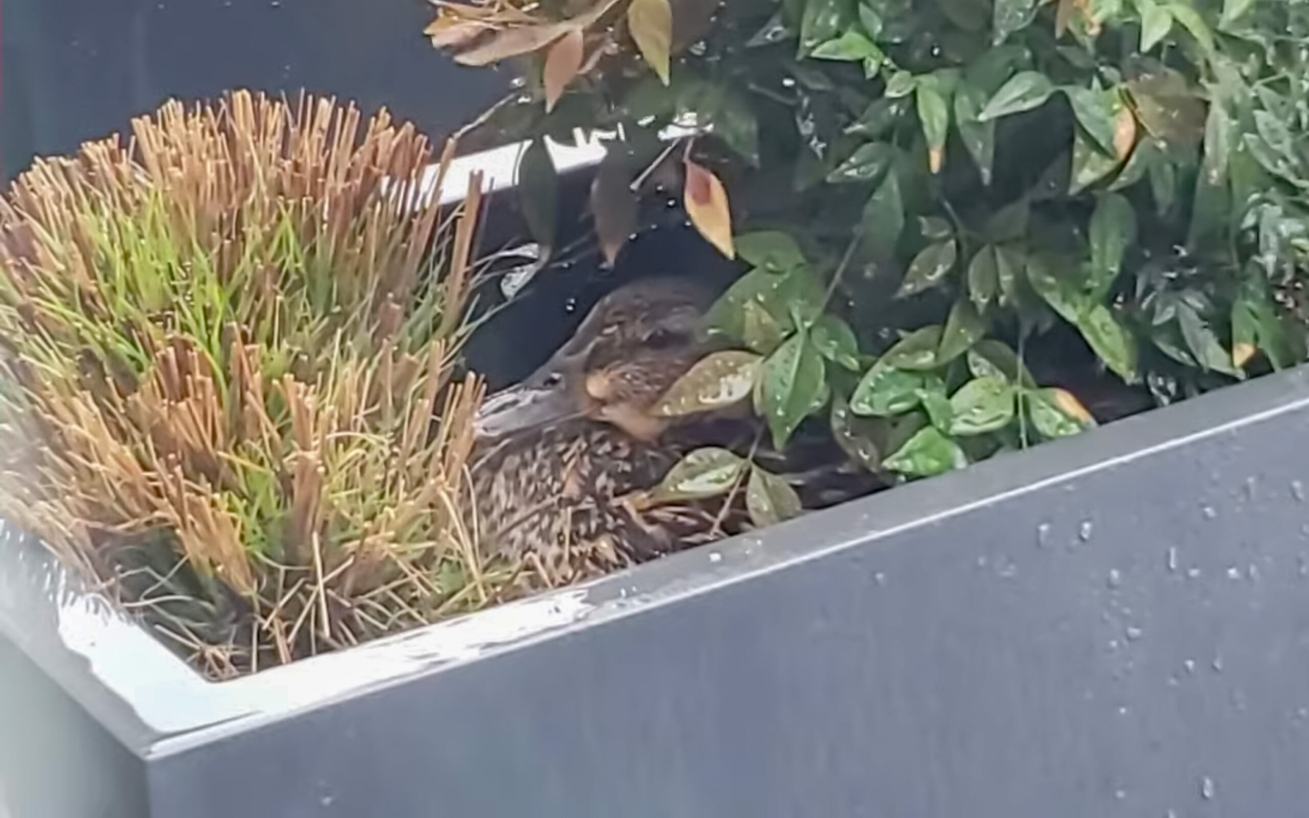 Duck Cam — Planet Word Museum